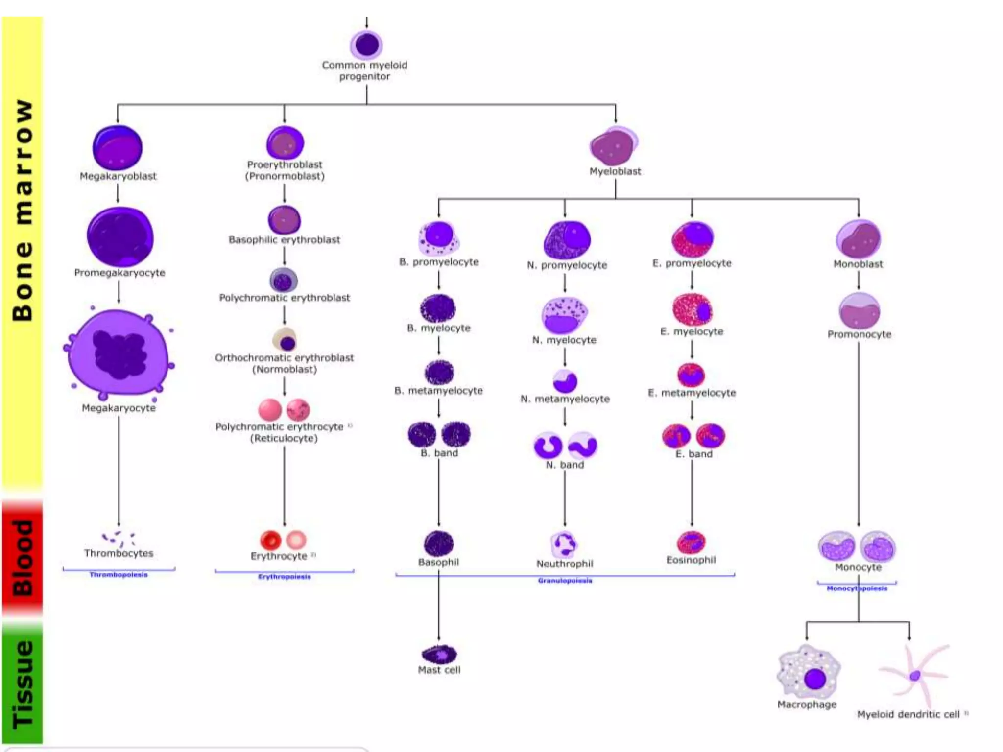 WBC normal and abnormal final.pptx