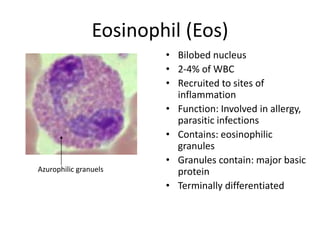 WBC normal and abnormal final.pptx