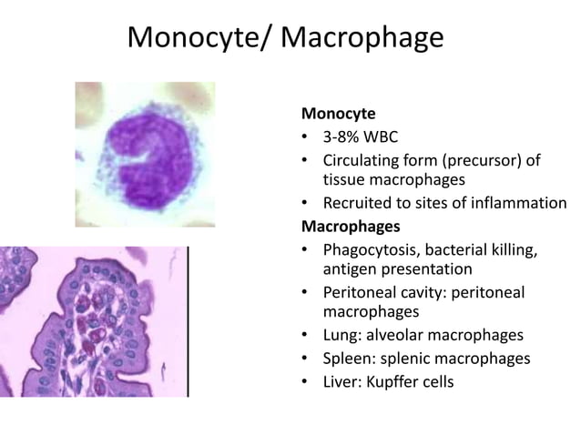 WBC normal and abnormal final.pptx