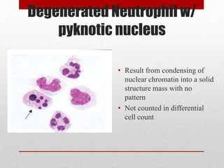 Wbc & platelets anomalies | PPTX