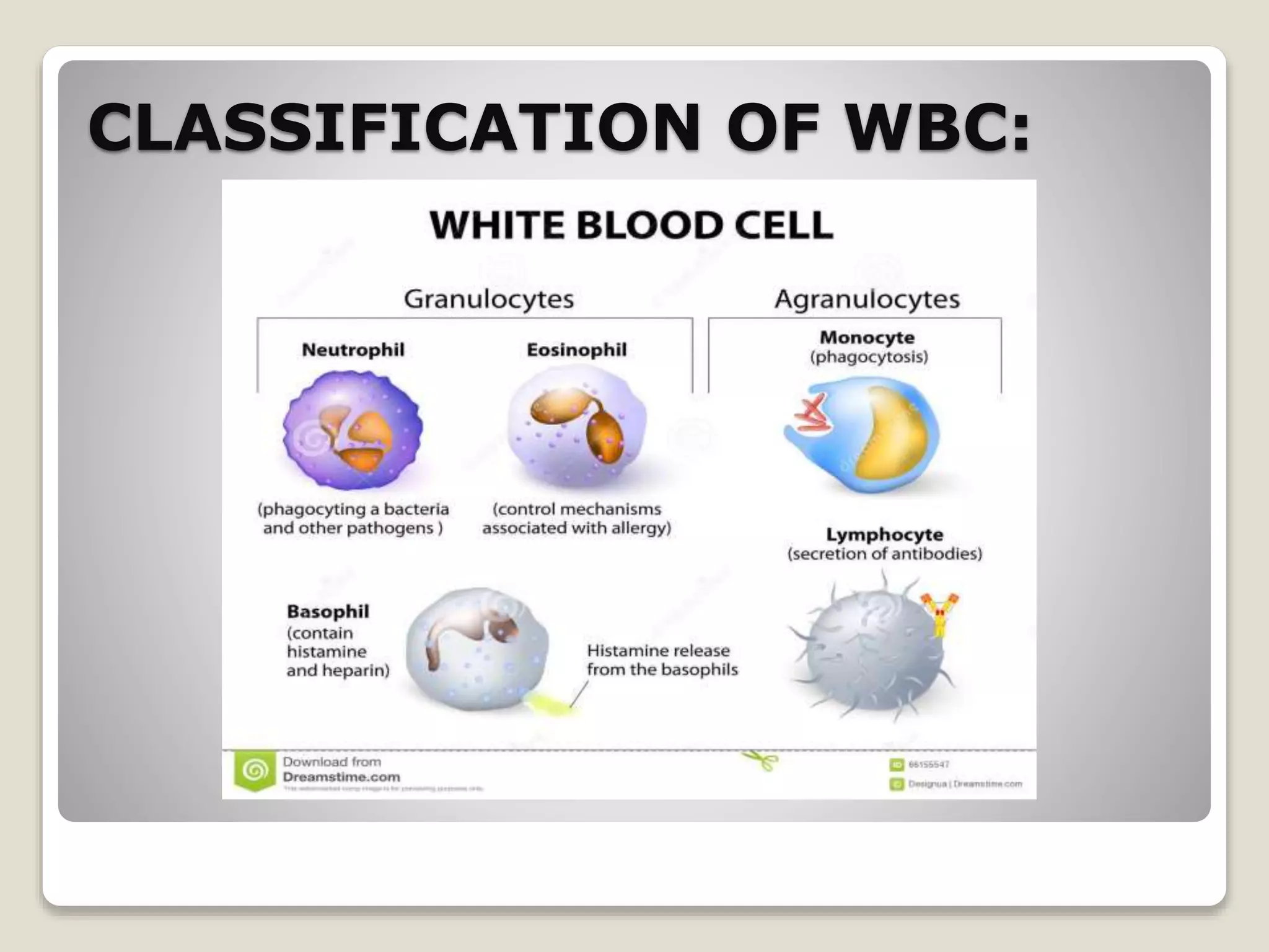 LEUKOPOIESIS (WBC FORMATION) & Its REGULATION with CLINICAL IMPORTANCE ...
