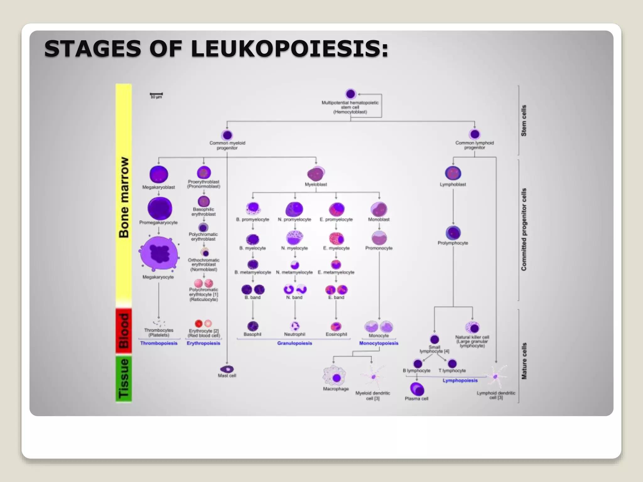 Leukopoiesis Wbc Formation Its Regulation With Clinical Importance
