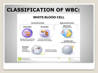 LEUKOPOIESIS (WBC FORMATION) & Its REGULATION with CLINICAL IMPORTANCE ...