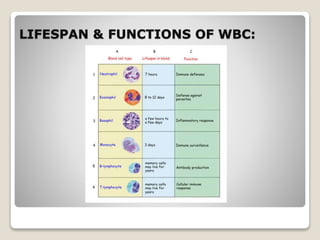LEUKOPOIESIS (WBC FORMATION) & Its REGULATION with CLINICAL IMPORTANCE OF WBC ppt.x | PPTX