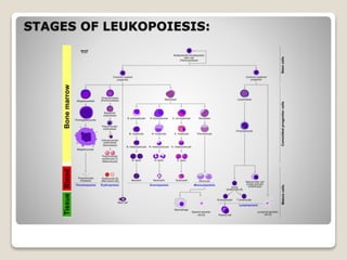LEUKOPOIESIS (WBC FORMATION) & Its REGULATION with CLINICAL IMPORTANCE ...