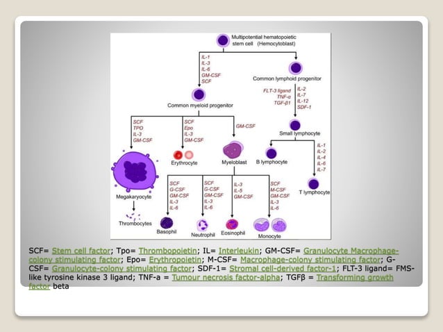 LEUKOPOIESIS (WBC FORMATION) & Its REGULATION with CLINICAL IMPORTANCE ...