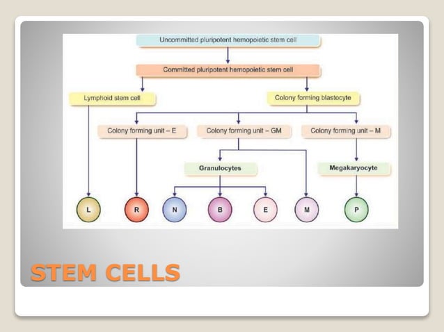 LEUKOPOIESIS (WBC FORMATION) & Its REGULATION with CLINICAL IMPORTANCE ...