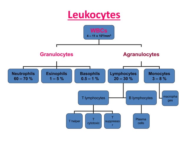 White Blood Cells | PPTX | Blood Disorders | Diseases and Conditions