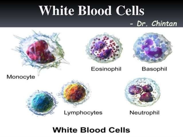 WBCs intro., its types, functions, roles | PPT