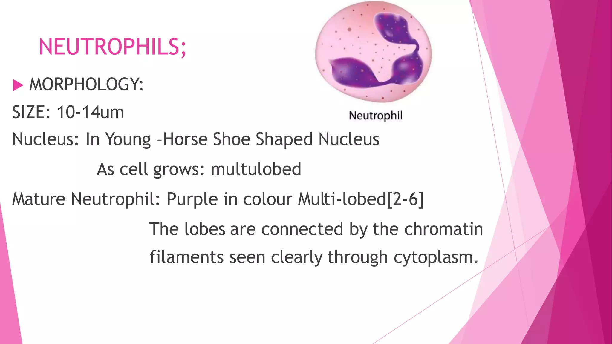 Wb cs maturation | PPTX