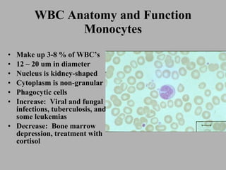 Wbc structure and functions | PPT
