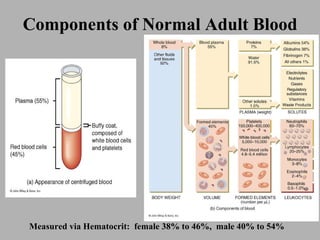 Wbc structure and functions | PPT