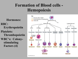 Wbc structure and functions | PPT