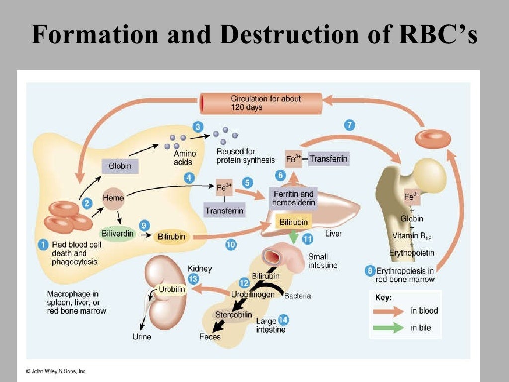 Wbc structure and functions