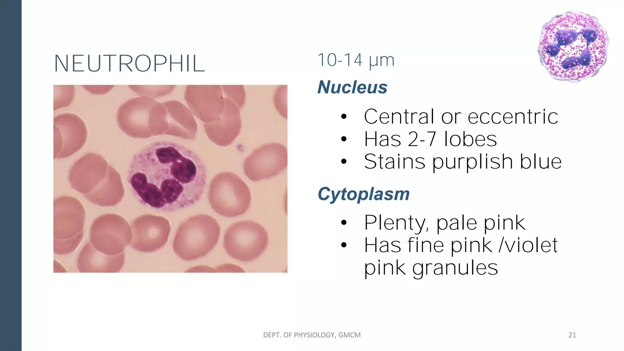White Blood Cells | PDF