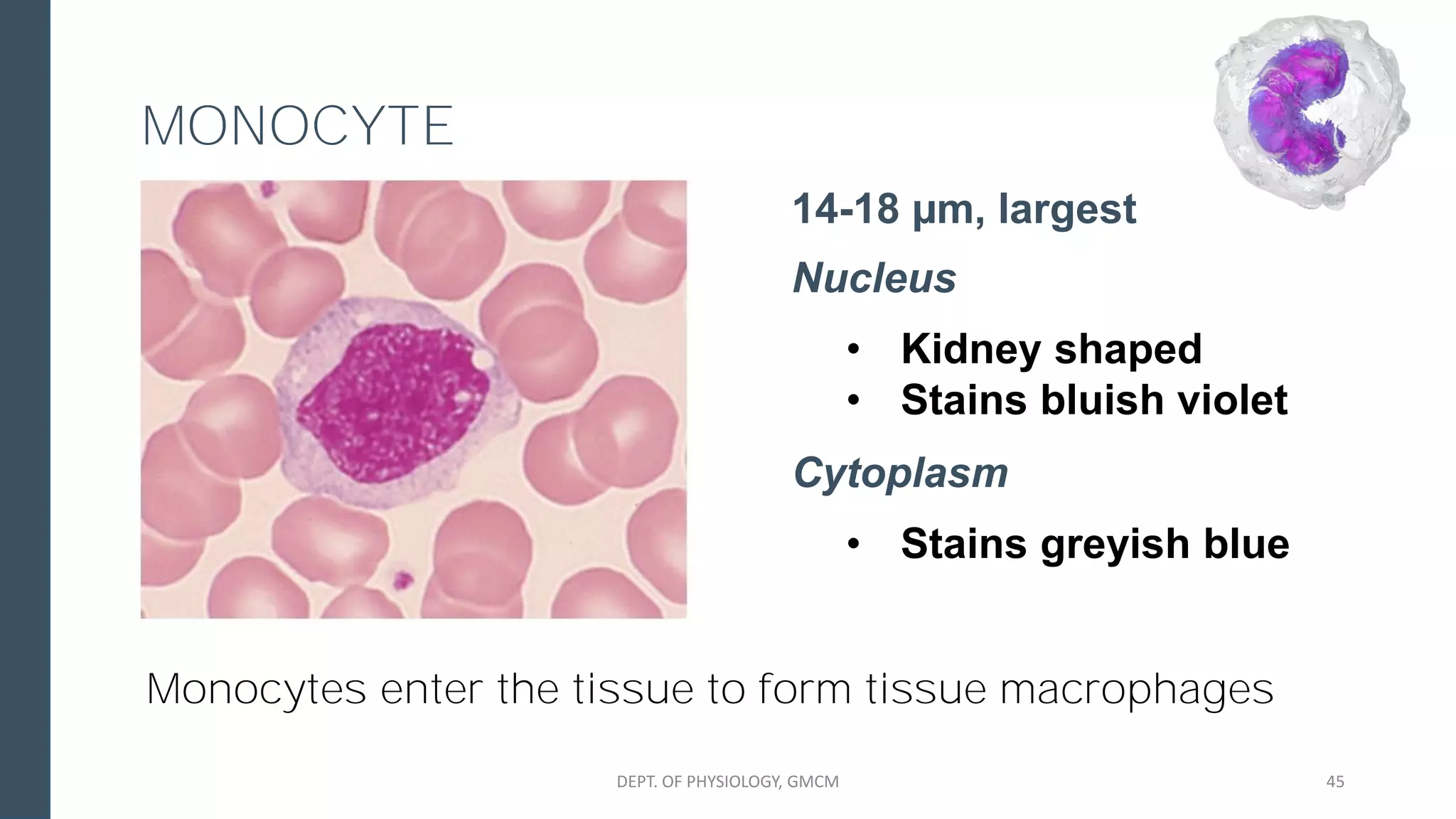 White Blood Cells | PDF