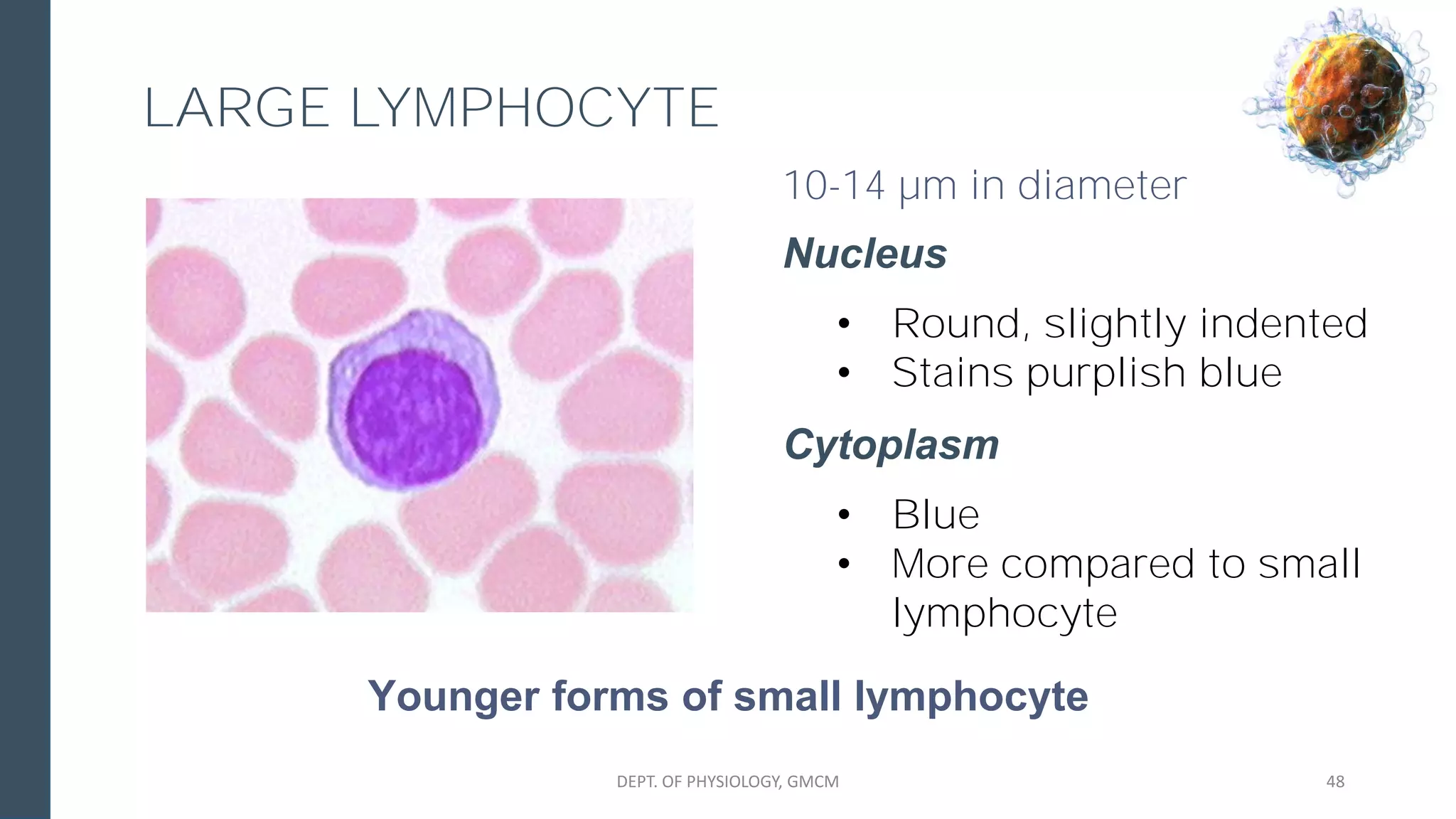 White Blood Cells | PDF