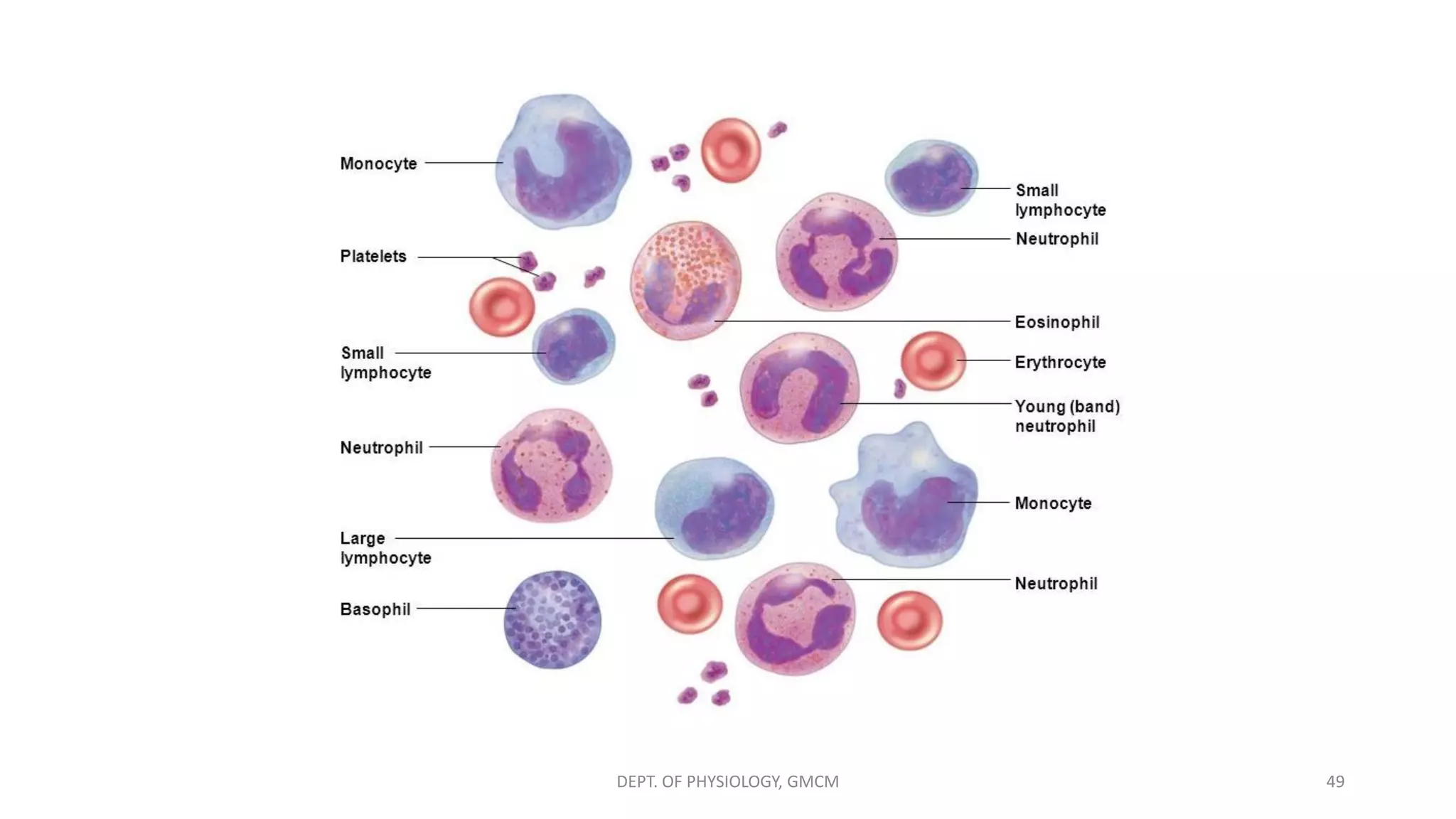 White Blood Cells | PPT