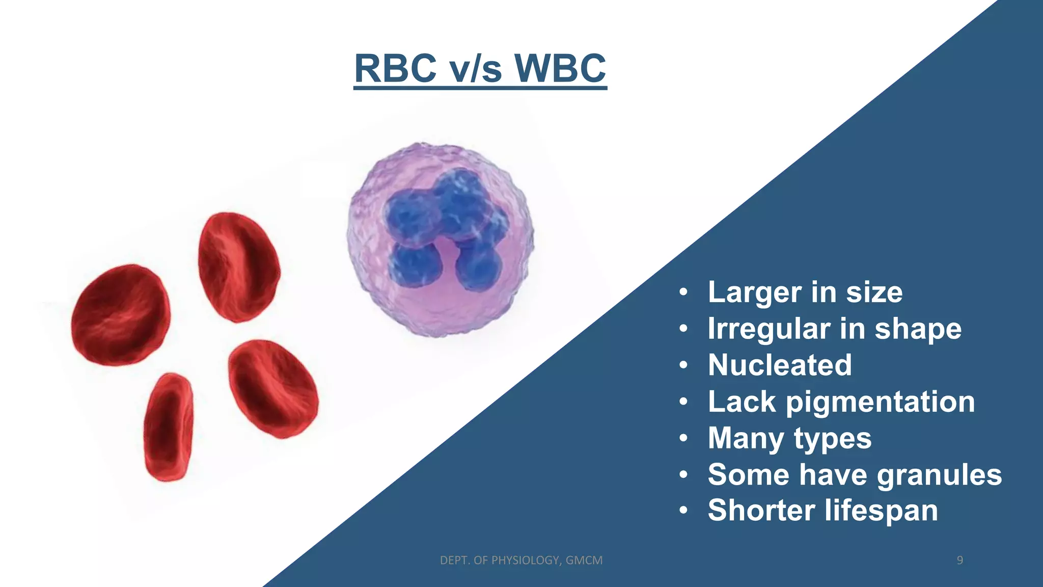 White Blood Cells | PPT