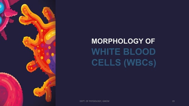 White Blood Cells | PPT