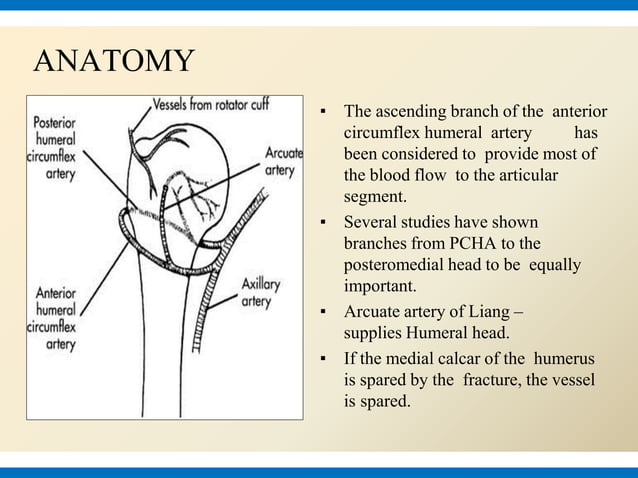 MIPO TECHNIQUE FOR PROXIMAL HUMERUS FRACTURE | PPTX | Death, Injury, or ...