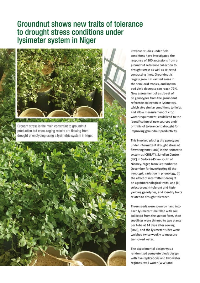 Groundnut shows new traits of tolerance to drought stress conditions under lysimeter system in ...