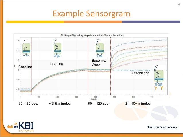 Employing Fortebio Octet Platform For The Development Of A Dual Bindi…