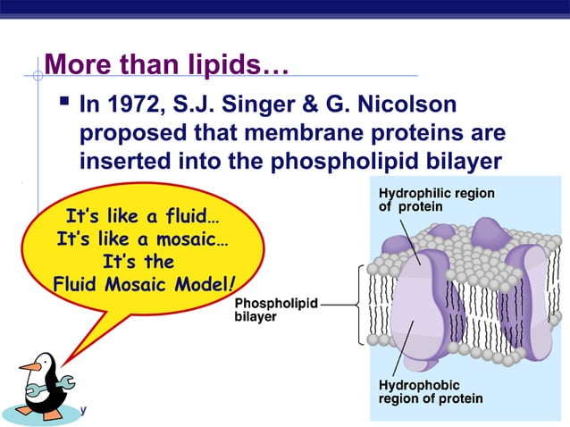 WCCCD - BIO 155 POWERPOINT on Ch 5 Cell Membrane.pdf