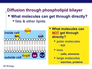 WCCCD - BIO 155 POWERPOINT on Ch 5 Cell Membrane.pdf