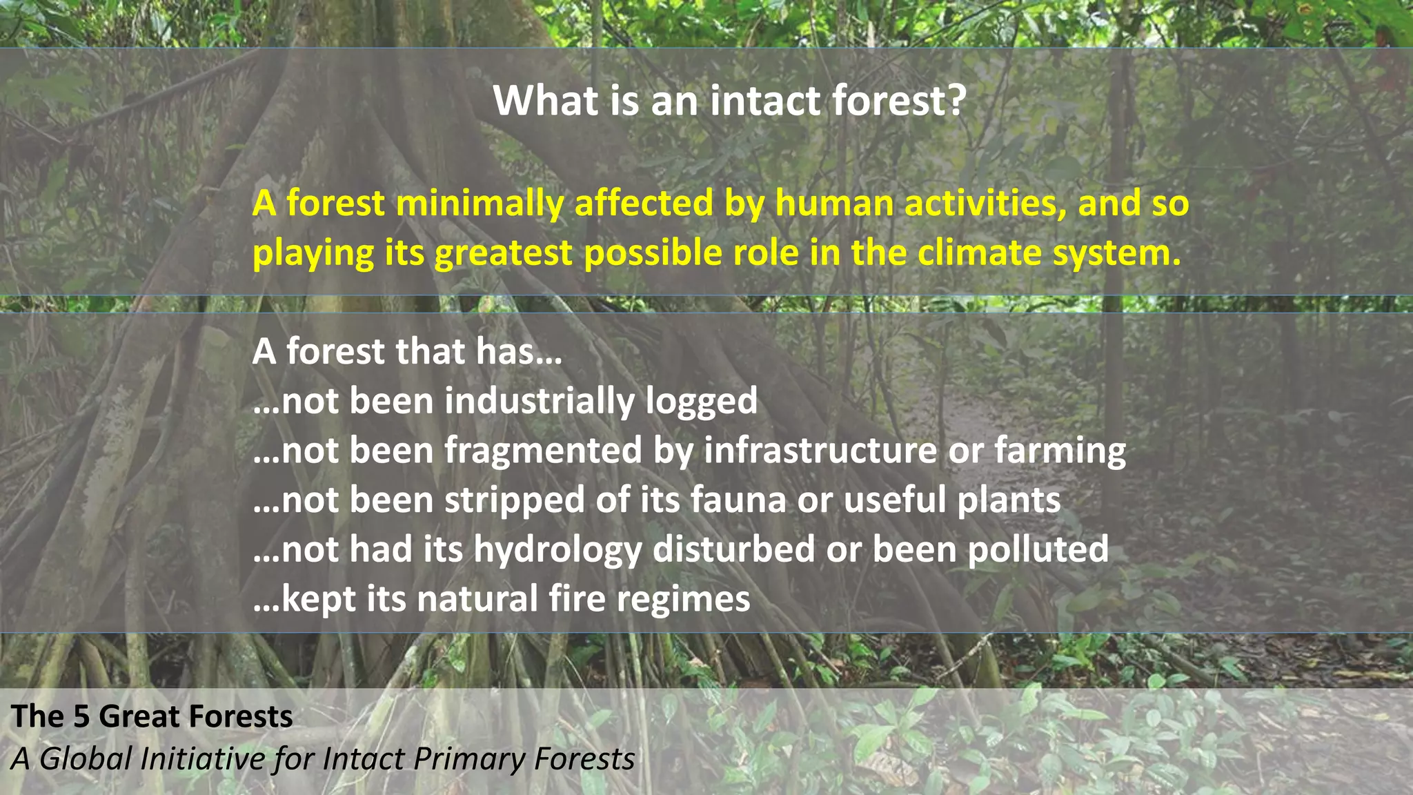 The 5 Great Forests: A Global Initiative for Intact Primary Forests ...