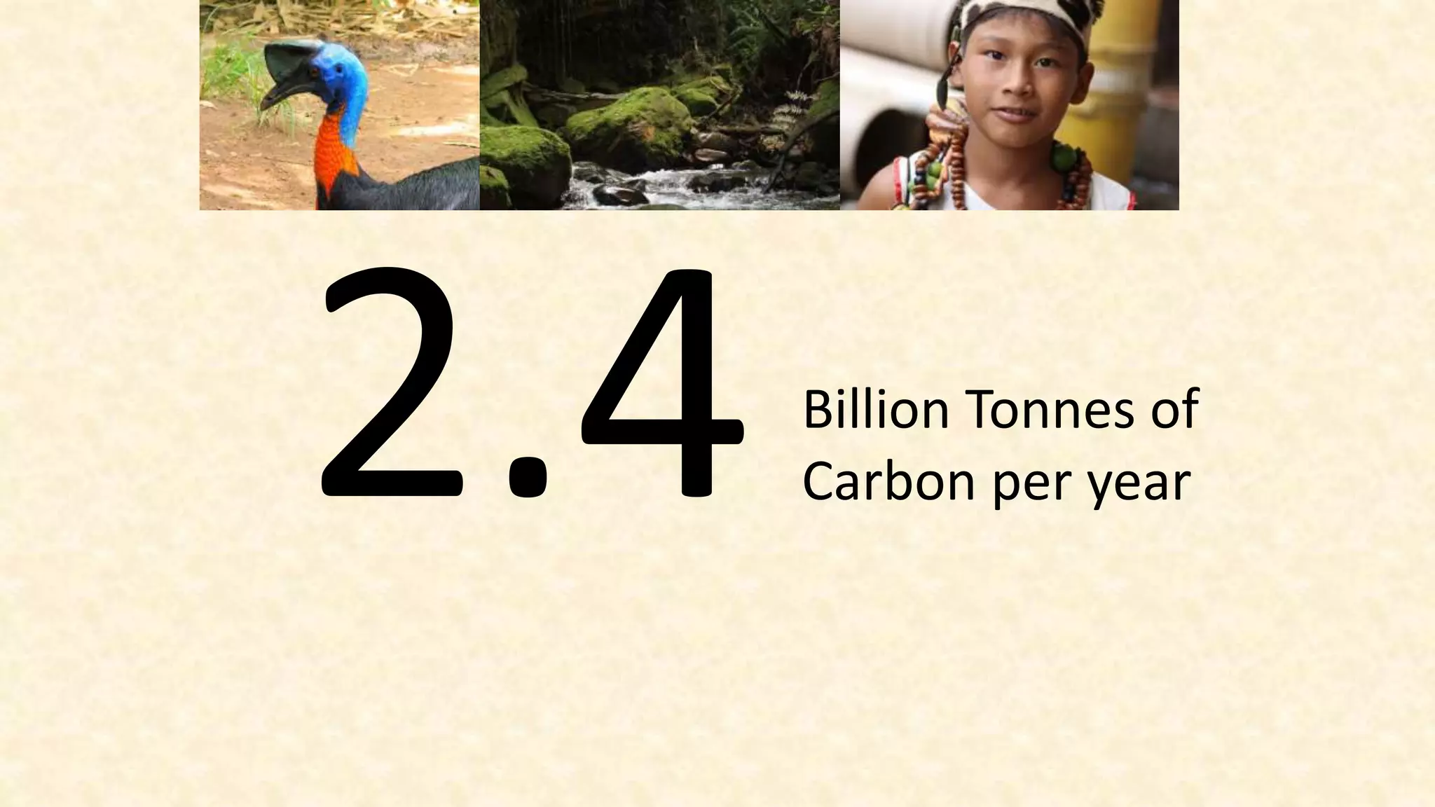 The 5 Great Forests: A Global Initiative for Intact Primary Forests ...