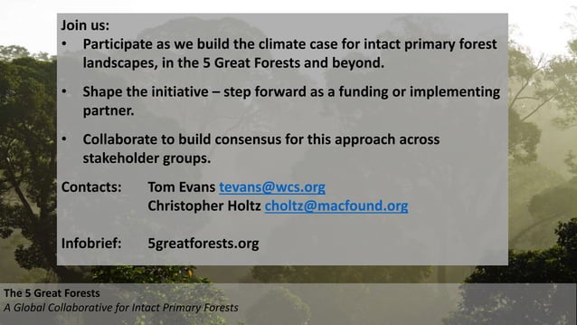 The 5 Great Forests: A Global Initiative for Intact Primary Forests ...