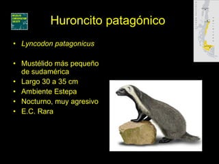 Wcs Mamiferos Terrestres Magallanes Claudio Moraga | PPT