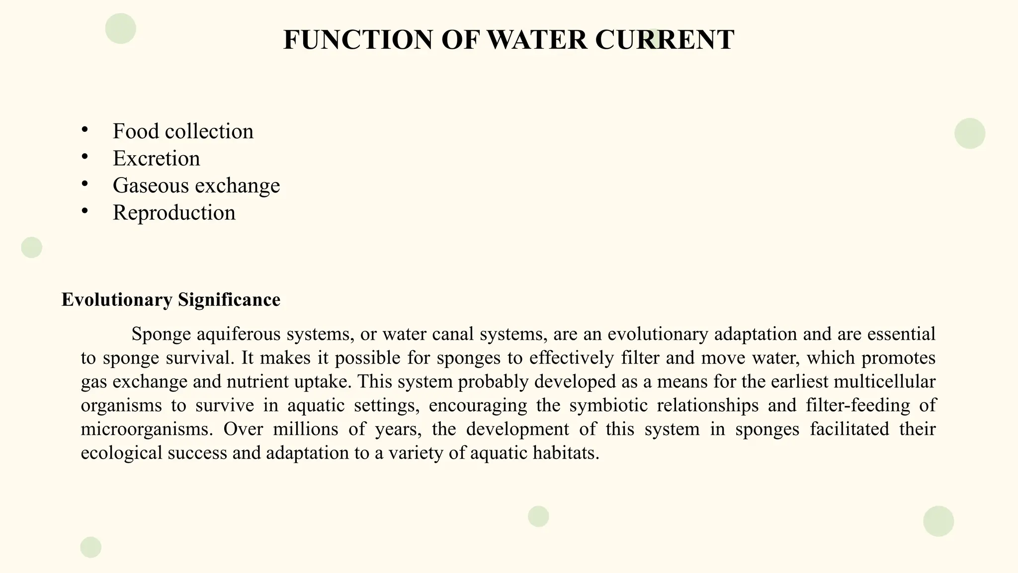 Water Canal System In Porifera Phylum Ppt