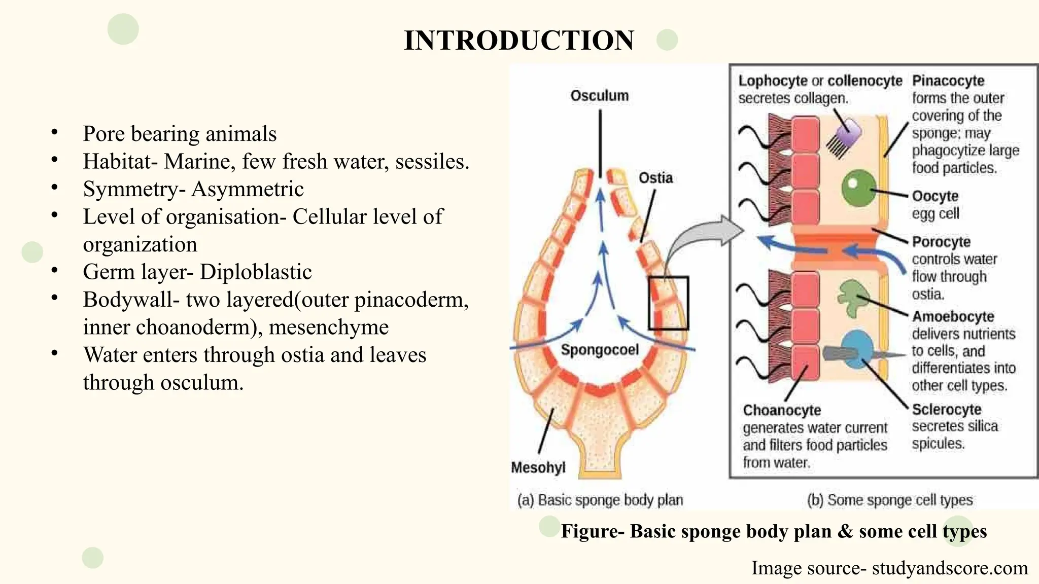 Water Canal System In Porifera Phylum Ppt