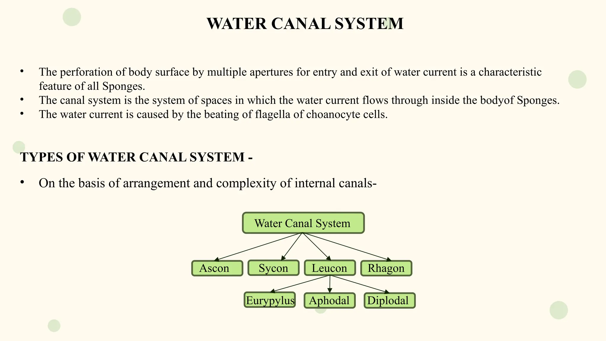 Water canal system in porifera Phylum __ | PPTX