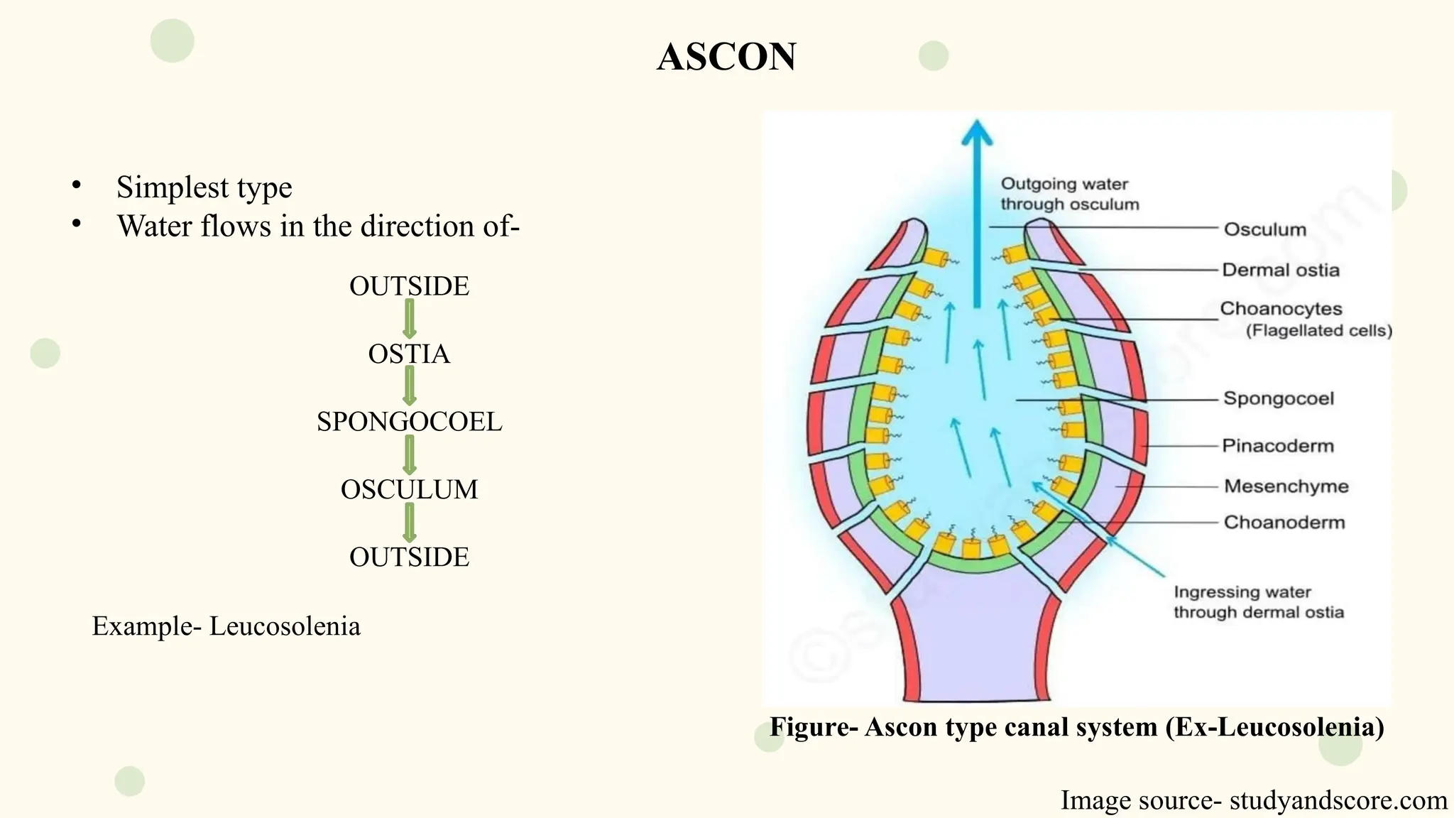 Water Canal System In Porifera Phylum Ppt