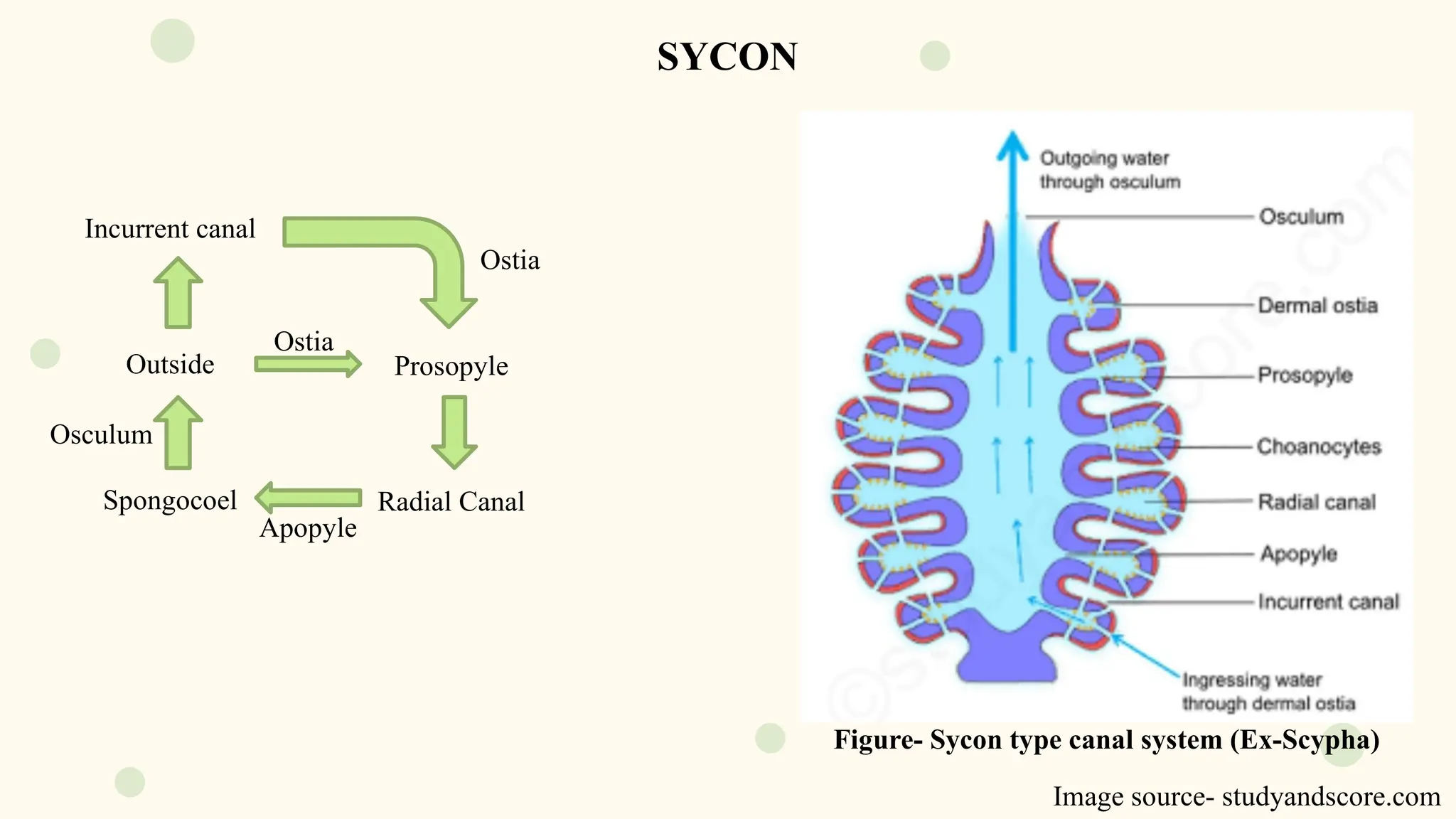 Water Canal System In Porifera Phylum Ppt