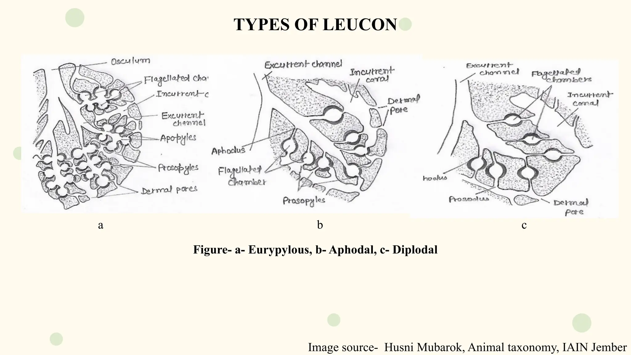 Water Canal System In Porifera Phylum Ppt