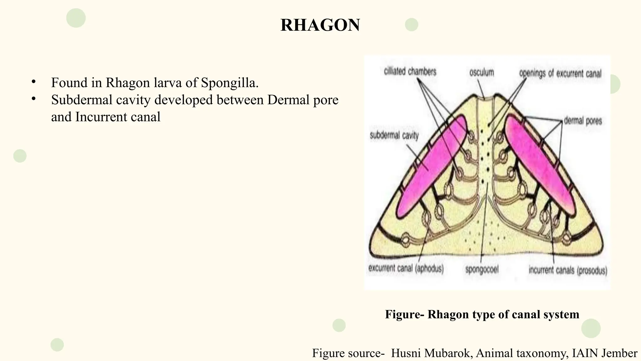 Water Canal System In Porifera Phylum Ppt