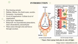 Water canal system in porifera Phylum __ | PPTX