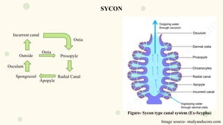 Water canal system in porifera Phylum __ | PPTX