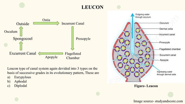 Water Canal System In Porifera Phylum Ppt