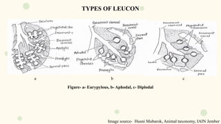 Water canal system in porifera Phylum __ | PPTX