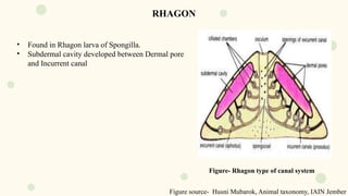 Water canal system in porifera Phylum __ | PPTX