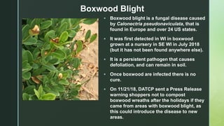 Elongate Hemlock Scale and Boxwood Blight: Emerging Invasive Threats to ...