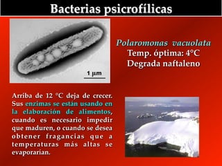 Efecto temperatura sobre el crecimiento microbiano | PDF