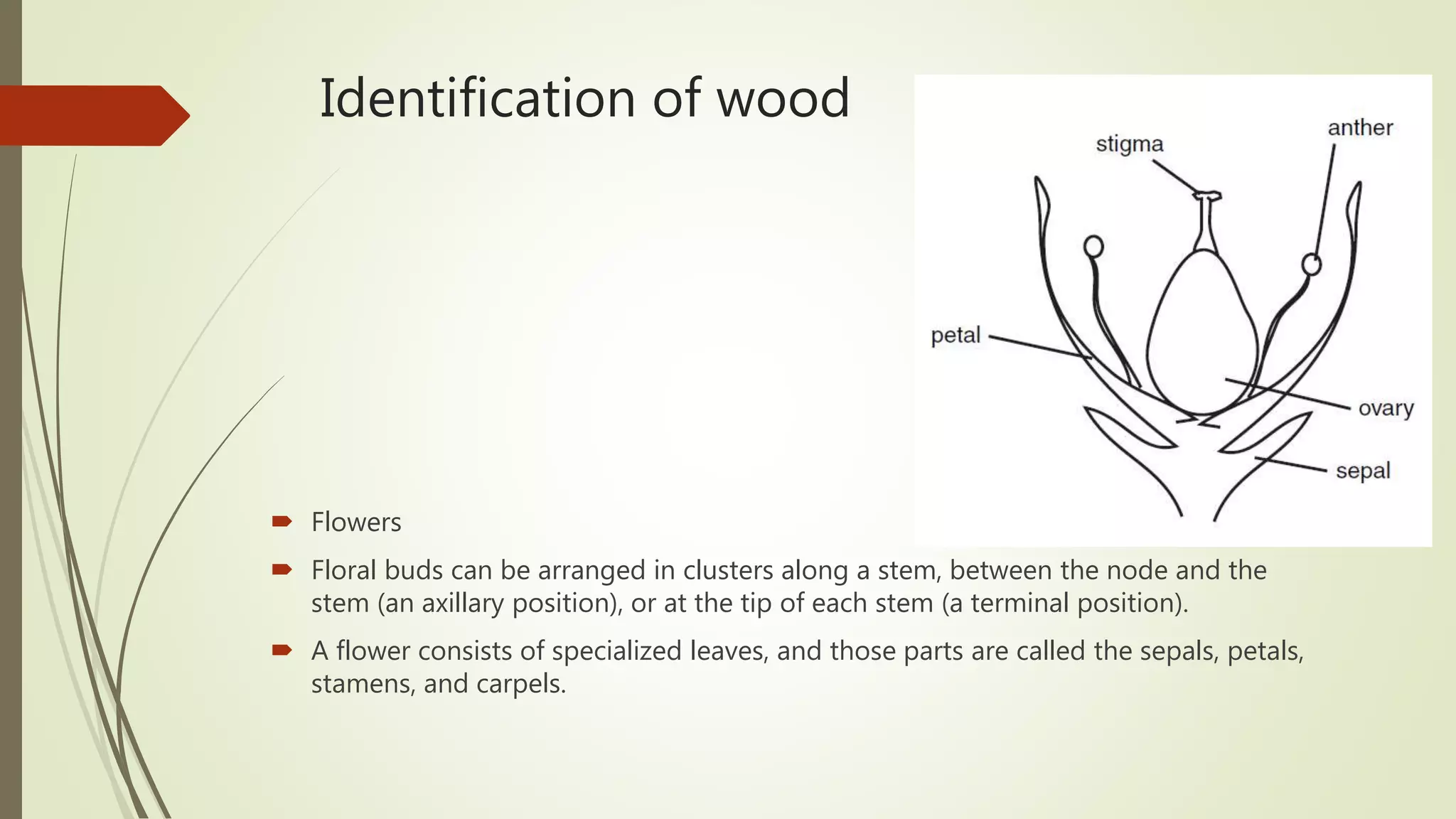 Forensic Botany | PPTX