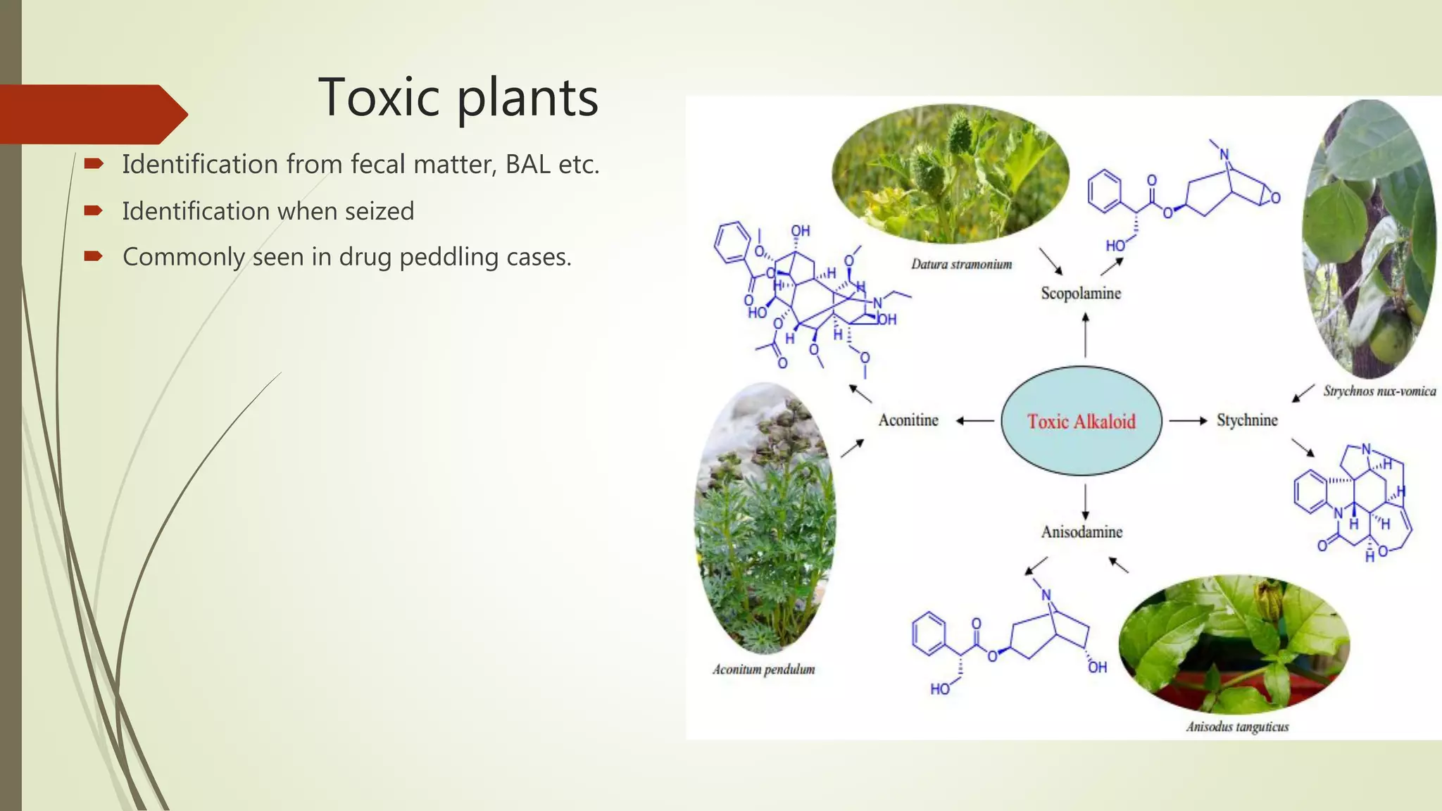 Forensic Botany | PPTX