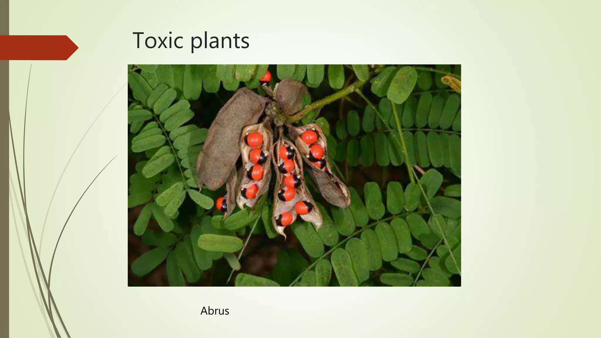 Forensic Botany | PPTX